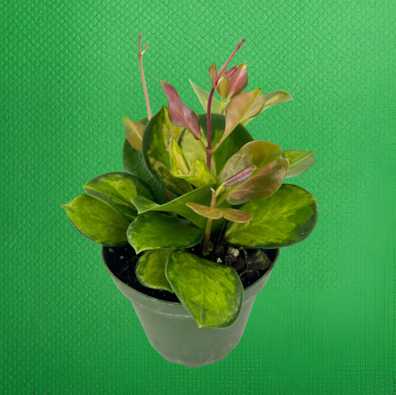 (4") Hoya Australis 'Lisa' | Prop House Plants