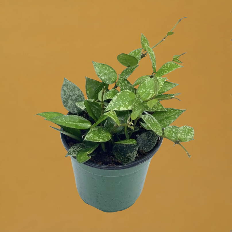 (4") Hoya Silver Splash | Prop House Plants