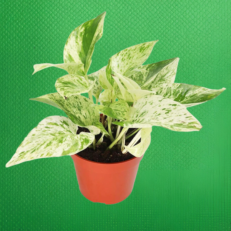 (4") Pothos Snow Queen | Prop House Plants