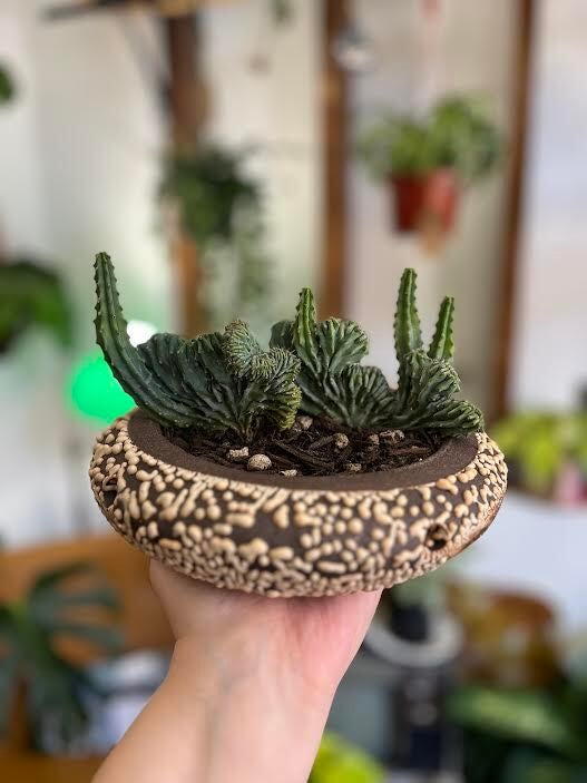 The Blue Flame | Prop House Plants